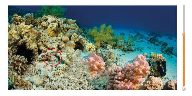 Test your observation skills by finding the hidden fish in less than 10 ...