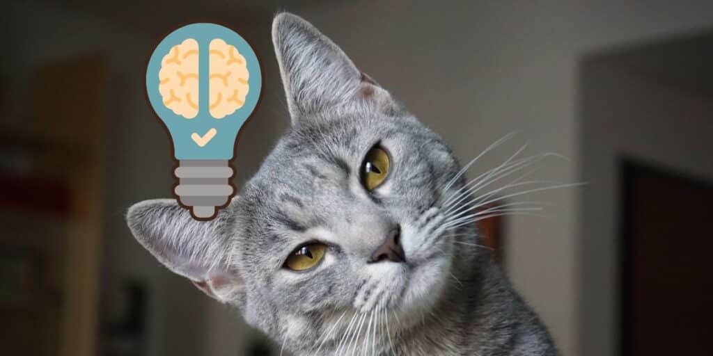 Is your cat smarter than you think? Assess your cat's IQ now! - Abmeyerwood