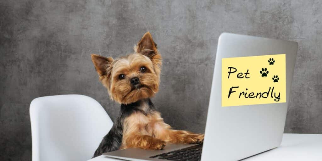 A pet-friendly workplace? The key to motivation and happiness!