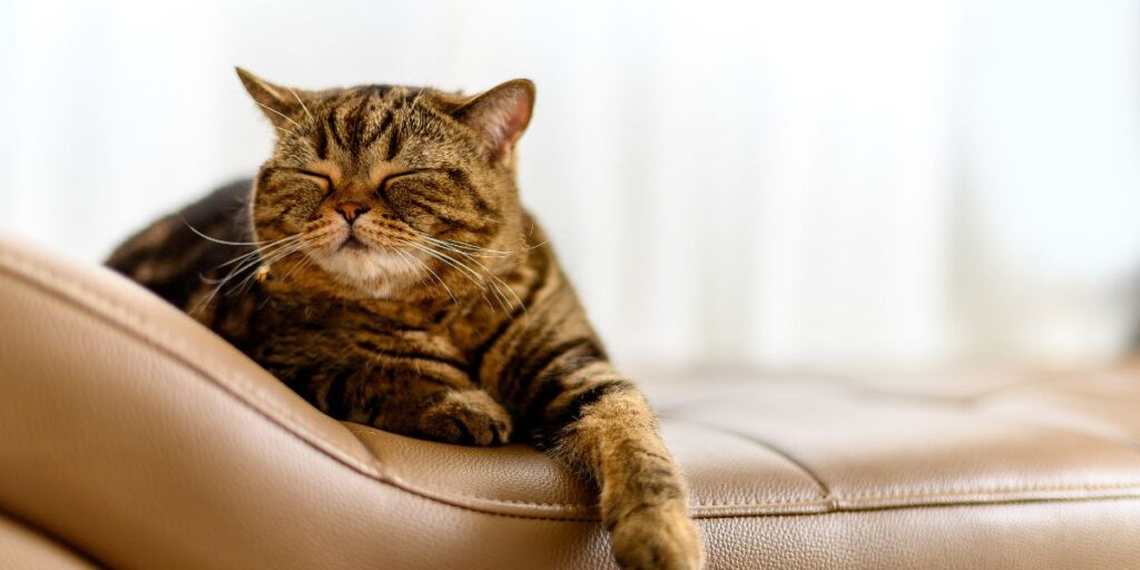 Signs to know if your cat Is happy & feel closer to it