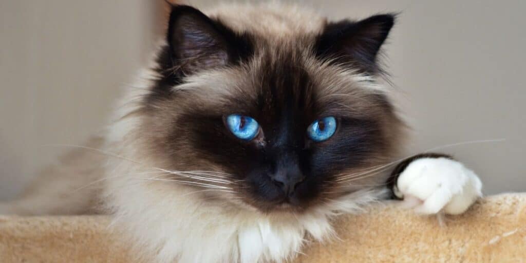 The incredible lifespan of cats: How long does a cat live?