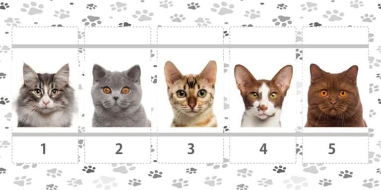 Personality Test: Can you trust your intuition? Choose one of these ...