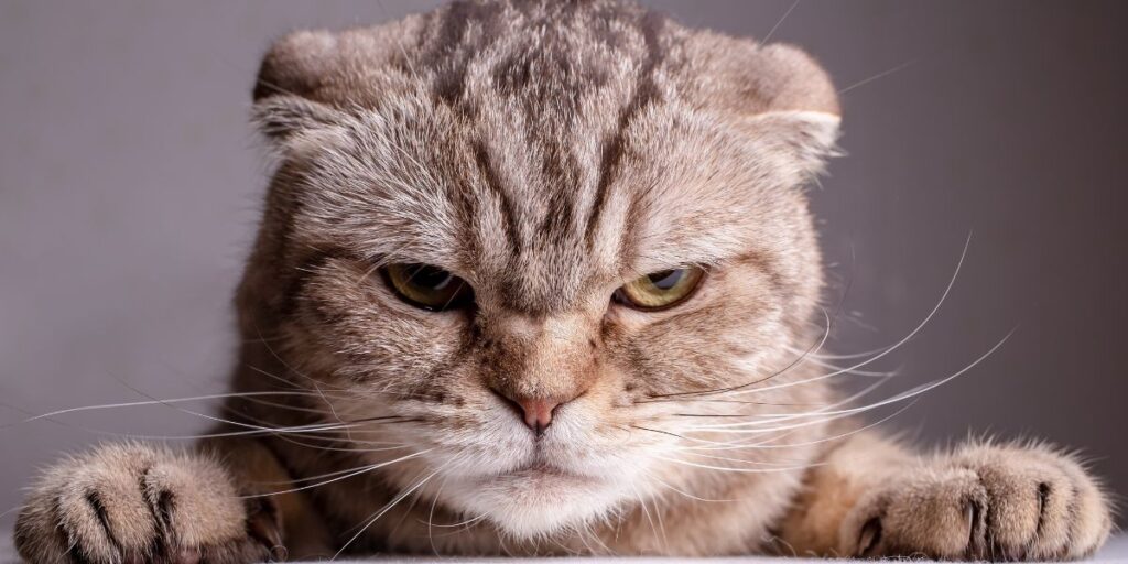 Can you spot the subtle signs of conflict in your multi-cat household ...