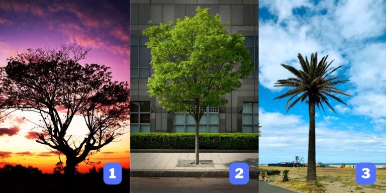 Personality test: Pick a tree and we'll reveal your dominant ...