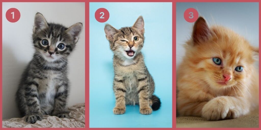 Discover your personality type: what your choice of kitty reveals about you
