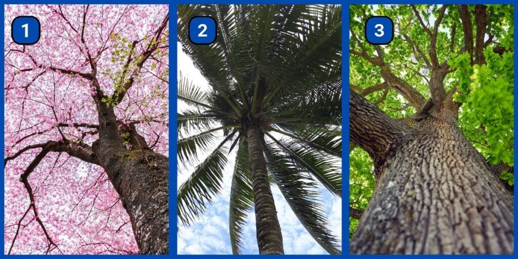 Personality test: pick a tree to reveal if you're ambitious or content