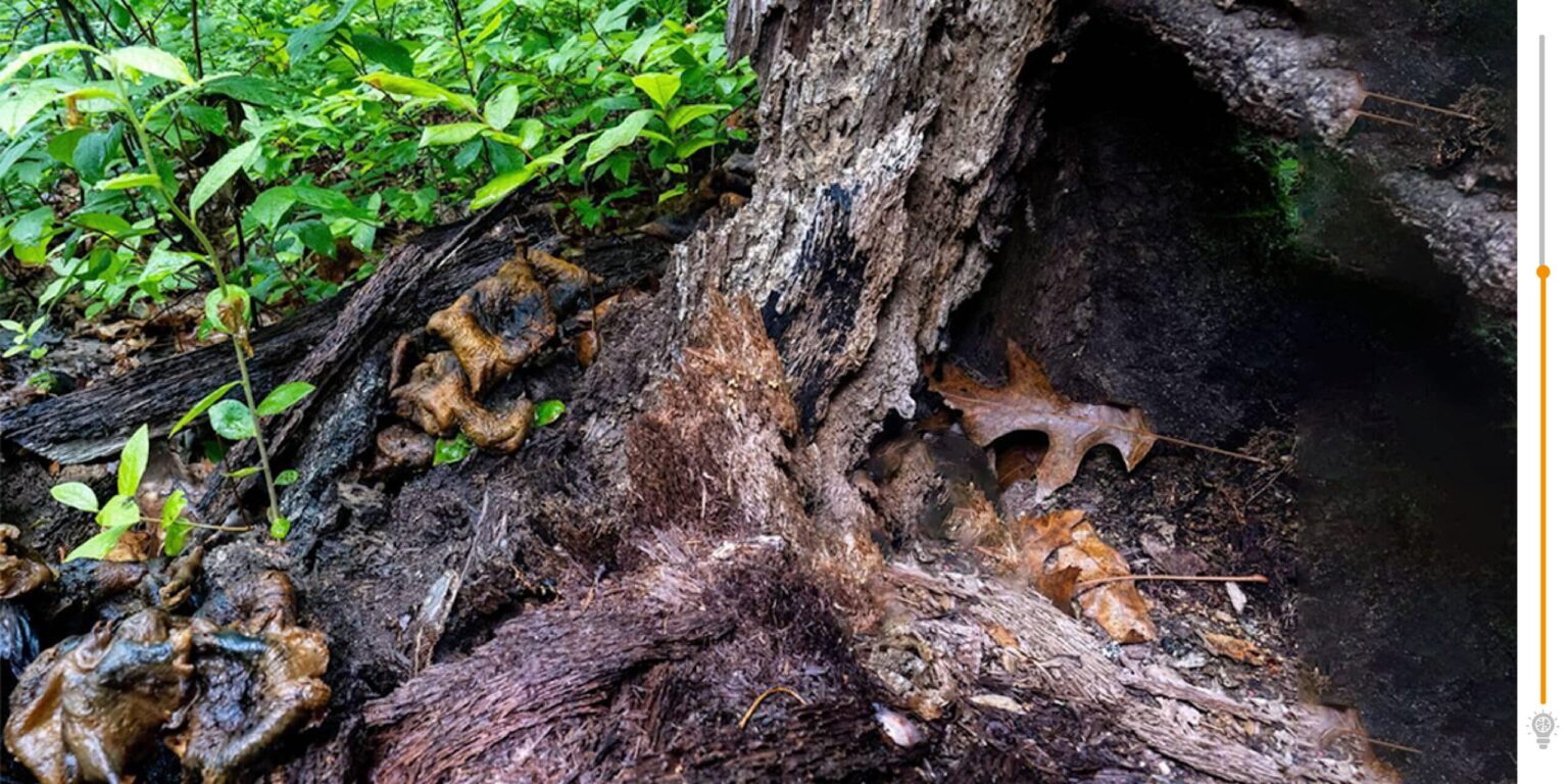 Can you find the snake hidden in this image?