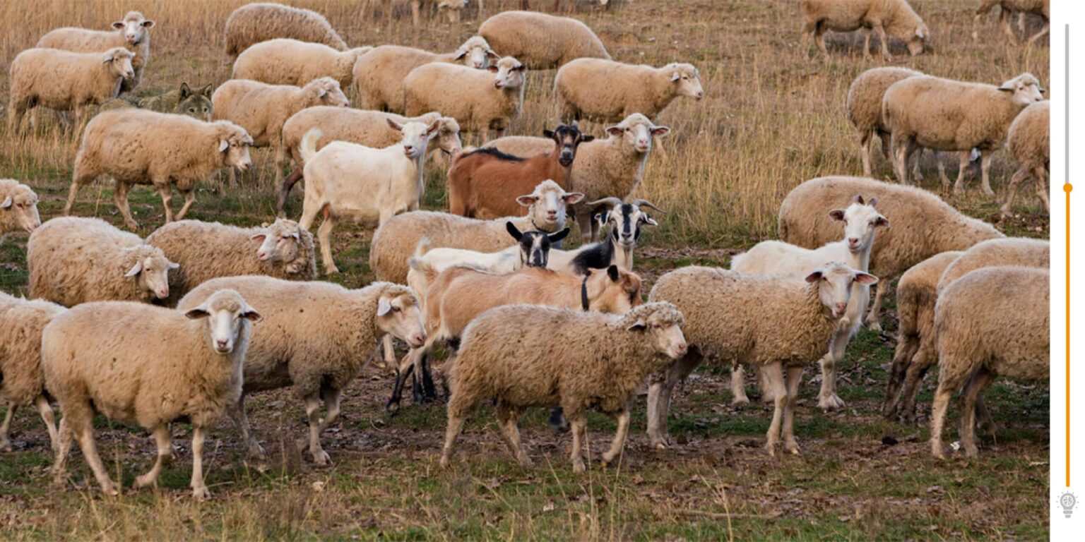 Find the wolf hidden in the middle of this flock of sheep!