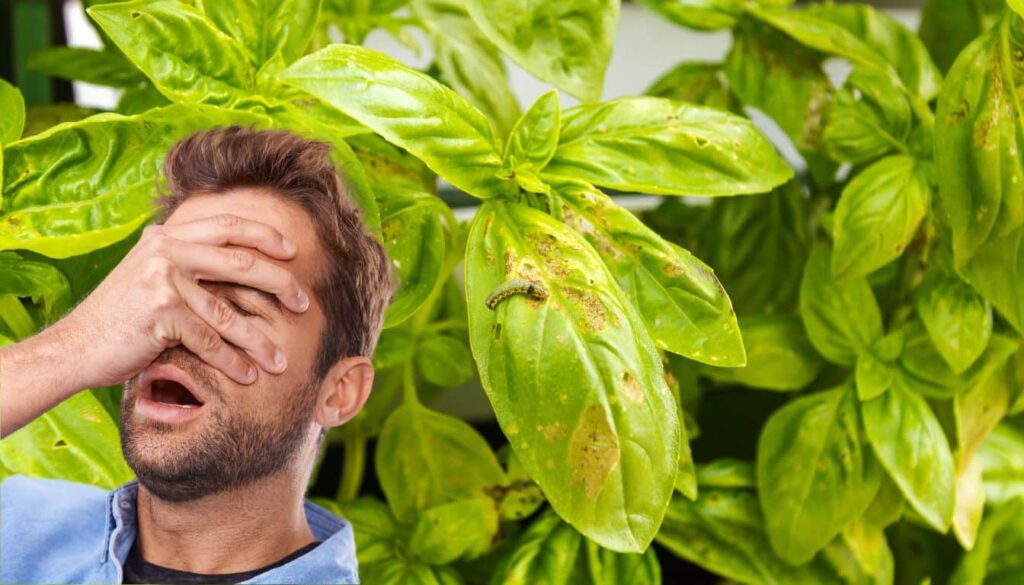 Basil leaves ruined by holes and parasites? Here's how to protect them ...