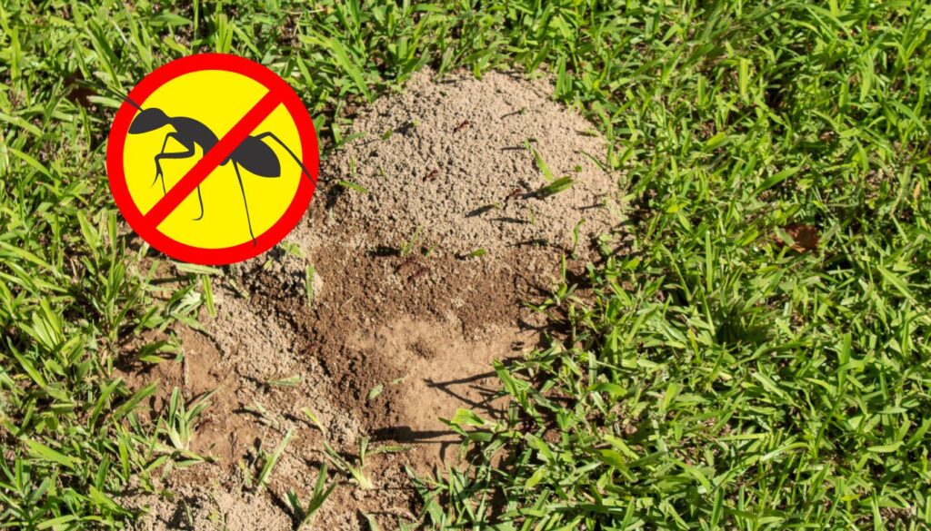 Get rid of ants in the garden with natural methods - Abmeyerwood Get rid of ants in the garden with natural methods - Abmeyerwood