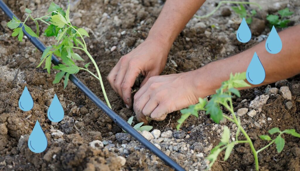 Low-cost DIY drip irrigation for your tomatoes, find out how!