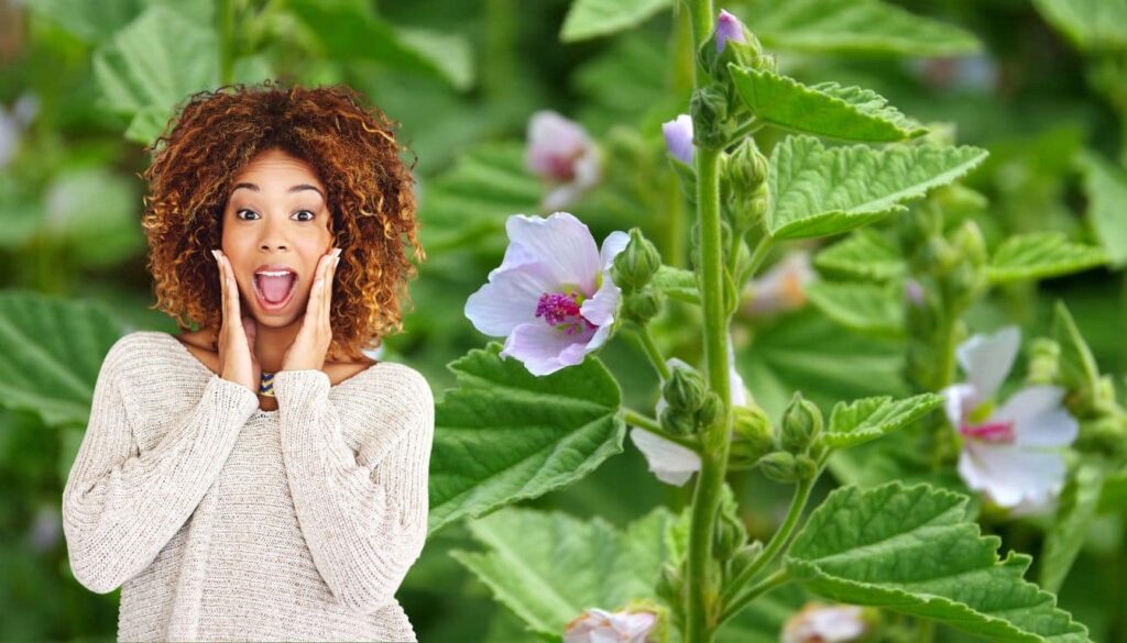 Discover the secrets of Altea: An unknown plant with powerful healing ...