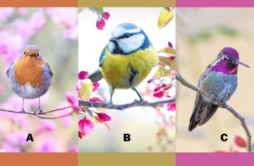 Unlock your hidden strengths: Take this what you see first personality test